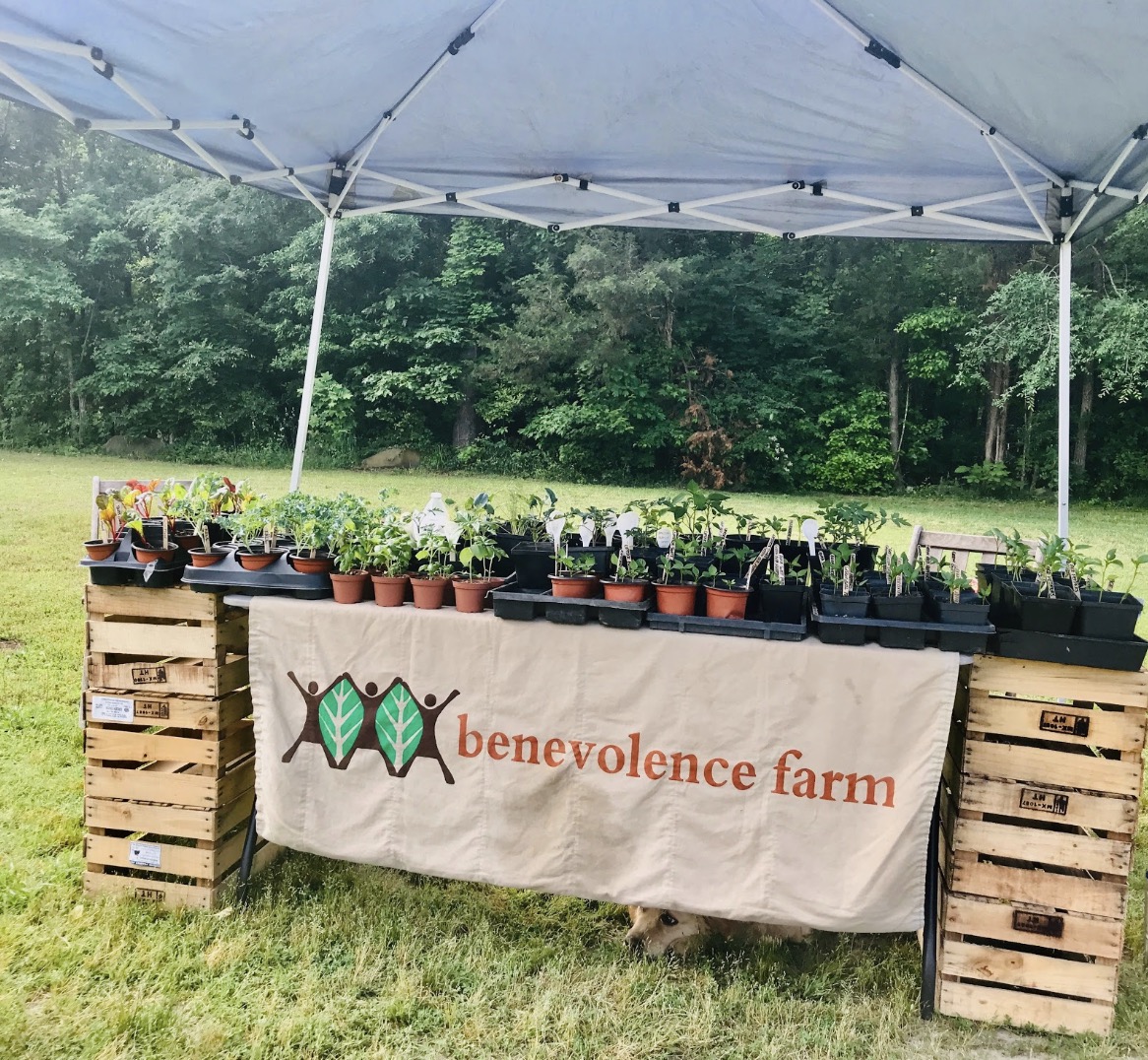 Programs - Benevolence Farm